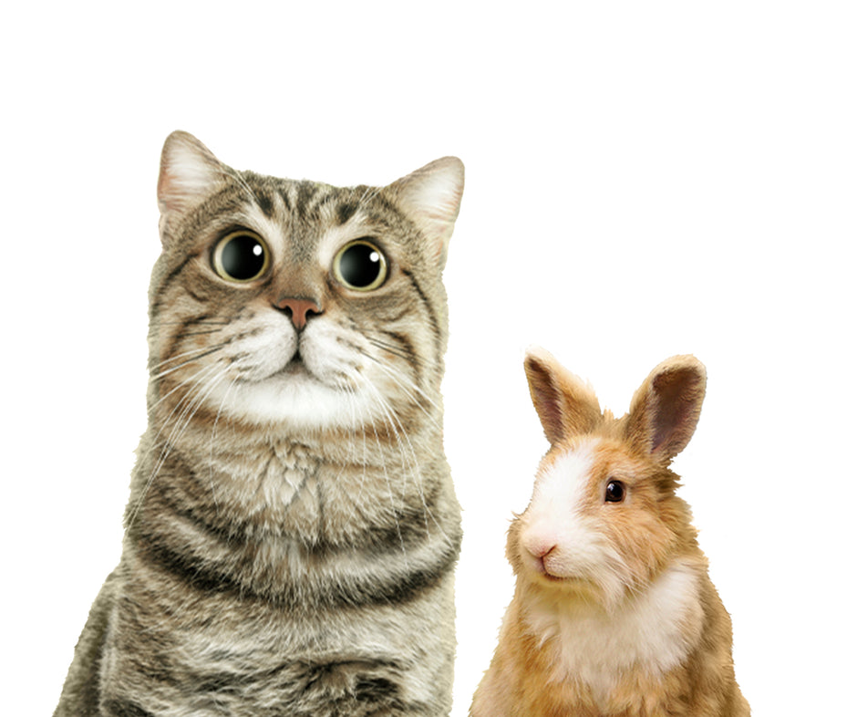 Scratcher House – Smile Paws